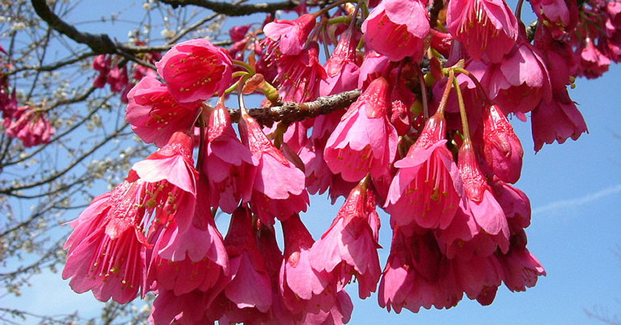 Sakura: conheça os diferentes tipos de cerejeiras - Portal Mie