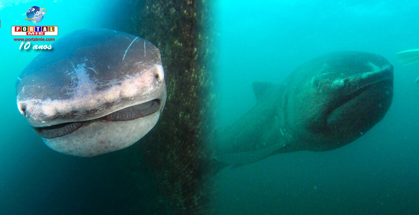 Tubarão-boca-grande é capturado em Chiba - Portal Mie