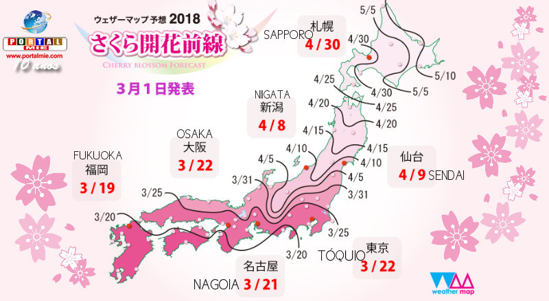 Sakura: programe seus passeios - Portal Mie