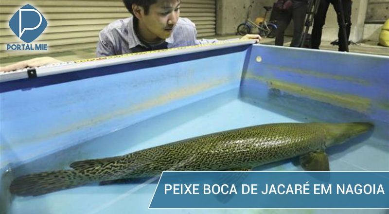 Peixe com cara de jacaré é capturado em Nagoia - Portal Mie