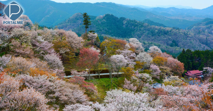 Monte Yoshino em Nara encanta visitantes com espetáculo de primavera ...