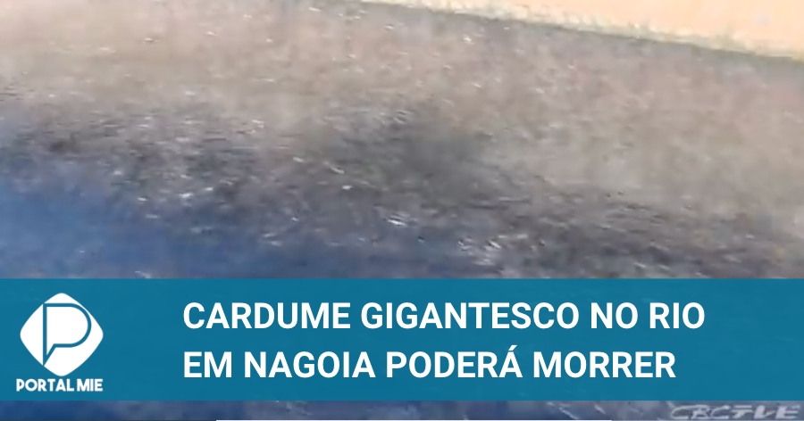Cardume gigantesco enche um rio em Nagoia - Portal Mie