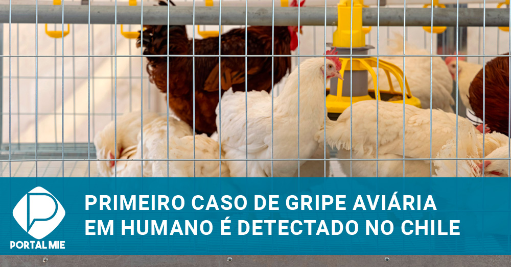 Chile detecta 1º caso de gripe aviária em humano - Portal Mie