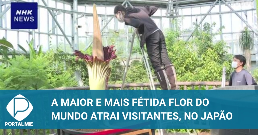 Desabrocha a maior e a mais fétida flor do mundo - Portal Mie