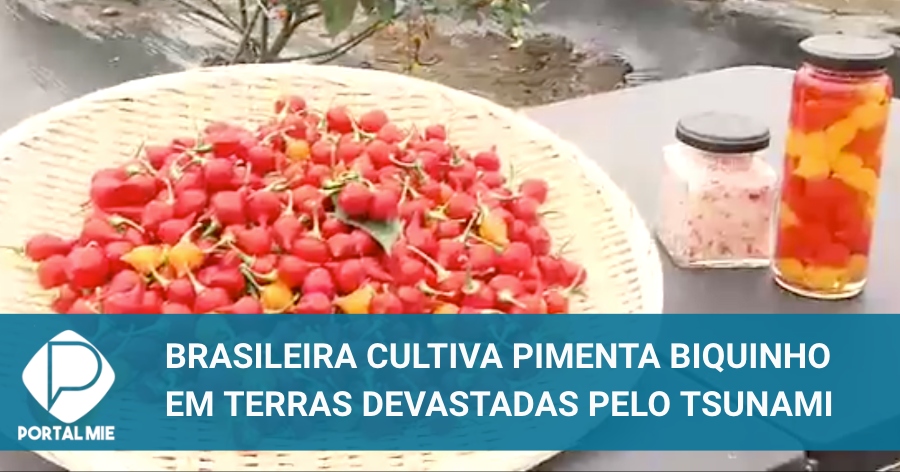 Brasileira cultiva e populariza a pimenta biquinho no Japão - Portal Mie