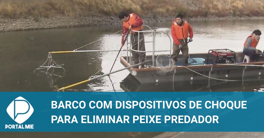 Extermínio do peixe predador em Gifu usando barco com choque elétrico ...