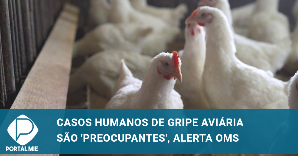 OMS manifesta 'enorme preocupação' com transmissão de gripe aviária a ...