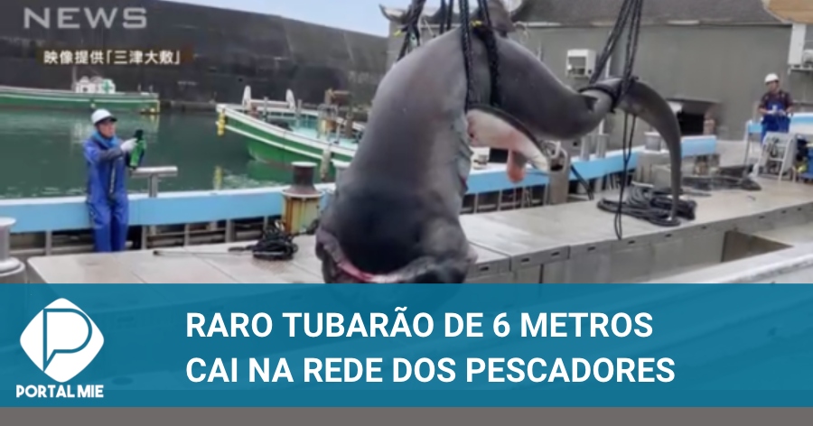 Raro tubarão cai na rede de pescadores mas morre - Portal Mie