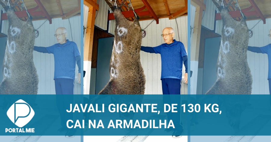 Javali gigante de 130 quilos é capturado nas montanhas - Portal Mie