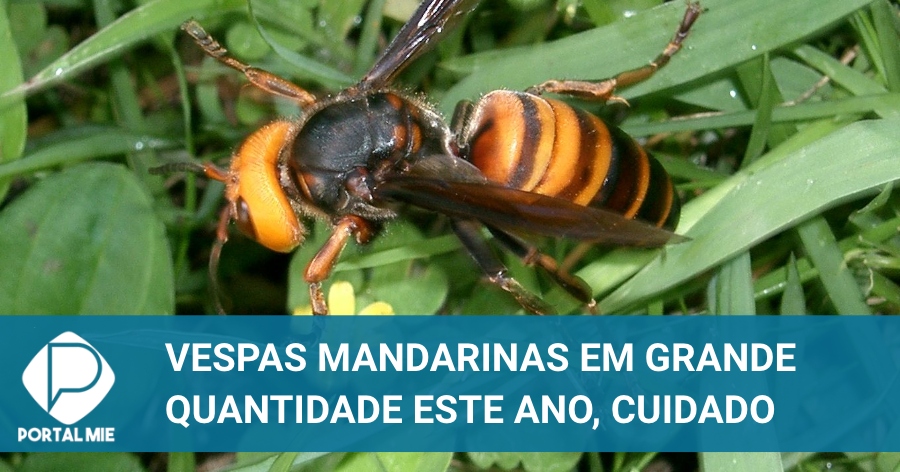 Aumento das perigosas vespas mandarinas, as maiores do mundo - Portal Mie