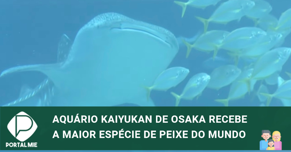 Aquário de Osaka recebe o maior peixe do mundo - Portal Mie