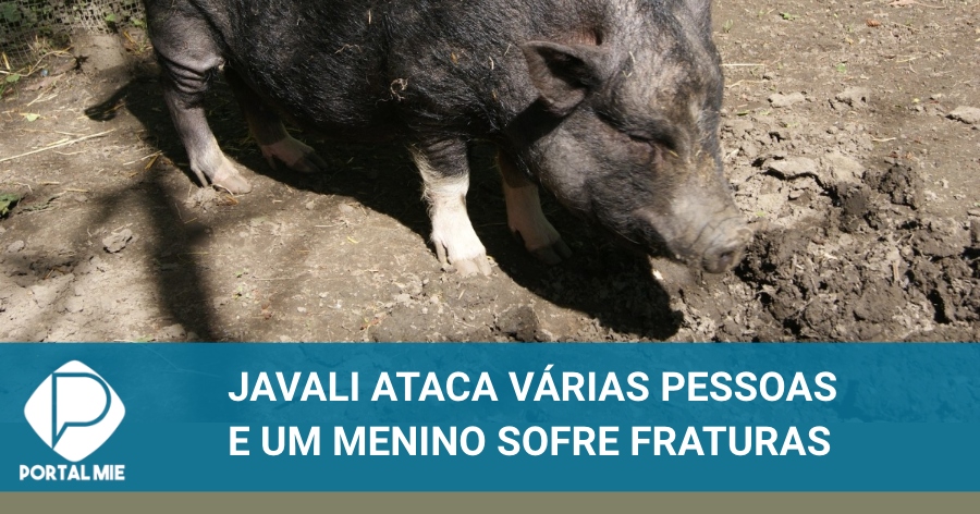 Javali surge em área urbana, ataca e fere várias pessoas - Portal Mie