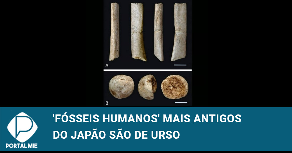 Pesquisadores revelam que ‘fósseis humanos’ mais antigos do Japão são de urso - Portal Mie