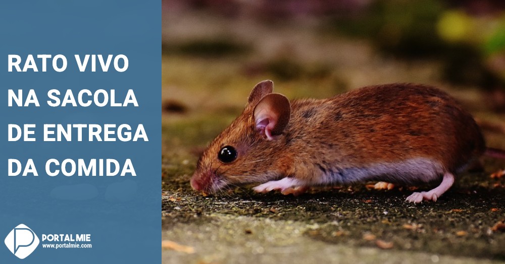 Outro escândalo com rato, desta vez vivo, no pacote de entrega de ...