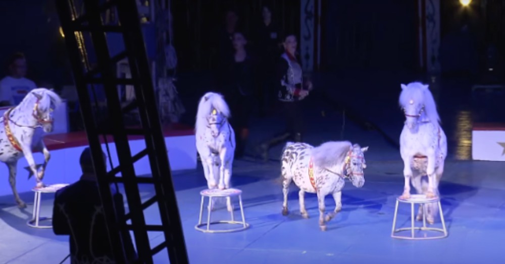 Circo Kinoshita em Nagoia: espetáculos imperdíveis e de tirar o fôlego ...