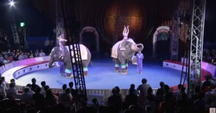 Circo Kinoshita em Nagoia: espetáculos imperdíveis e de tirar o fôlego ...