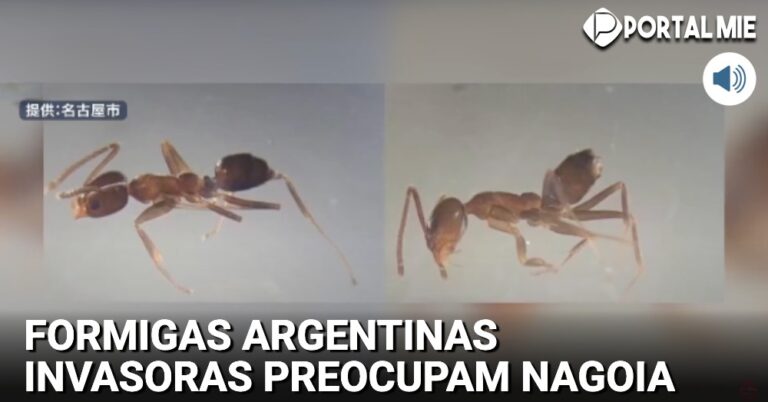 Centenas de 'formigas argentinas’ encontradas em Nagoia - Portal Mie