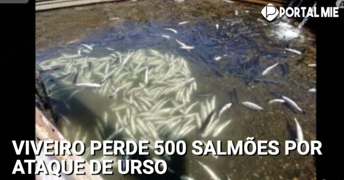 Mais de 500 salmões mortos por ataque de urso - Portal Mie