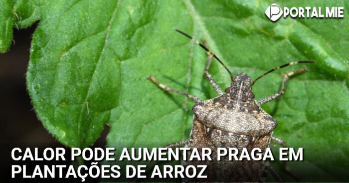 Ministério da Agricultura do Japão alerta para infestação de marias ...